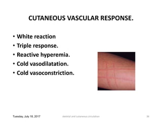 The skeletal muscle and cutaneous circulation | PPT