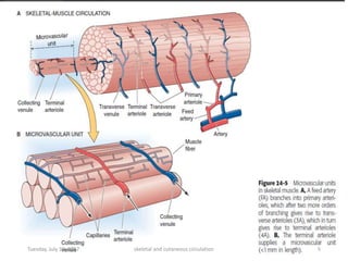 The skeletal muscle and cutaneous circulation | PPT