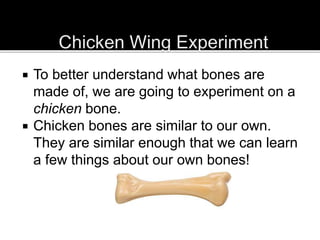 The skeletal & muscular system | PPTX