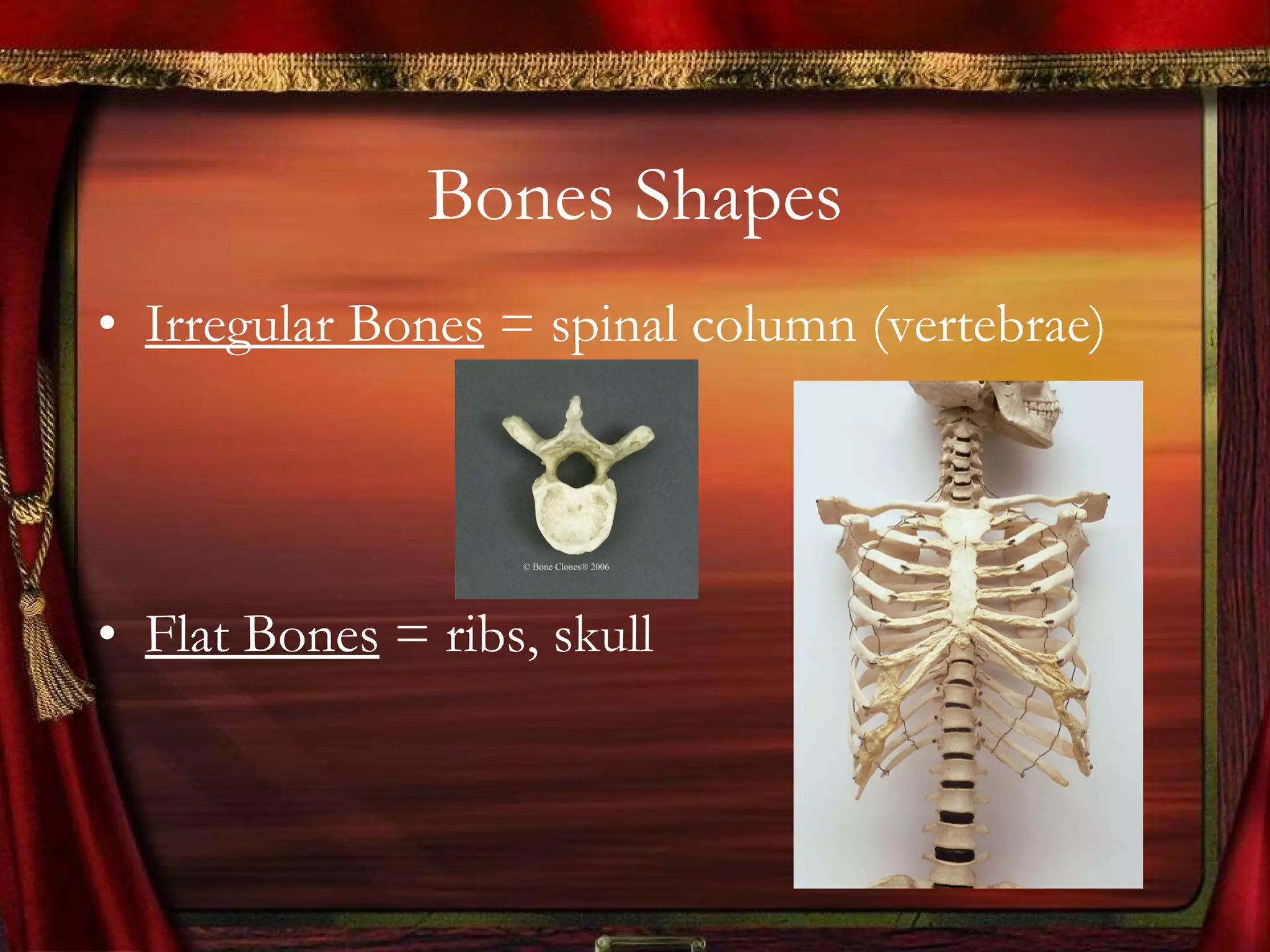 The Skeletal System | PPT