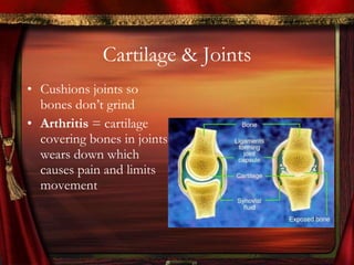 The Skeletal System | PPT