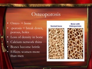 The Skeletal System | PPT