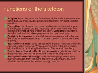 The Skeletal System | PPT