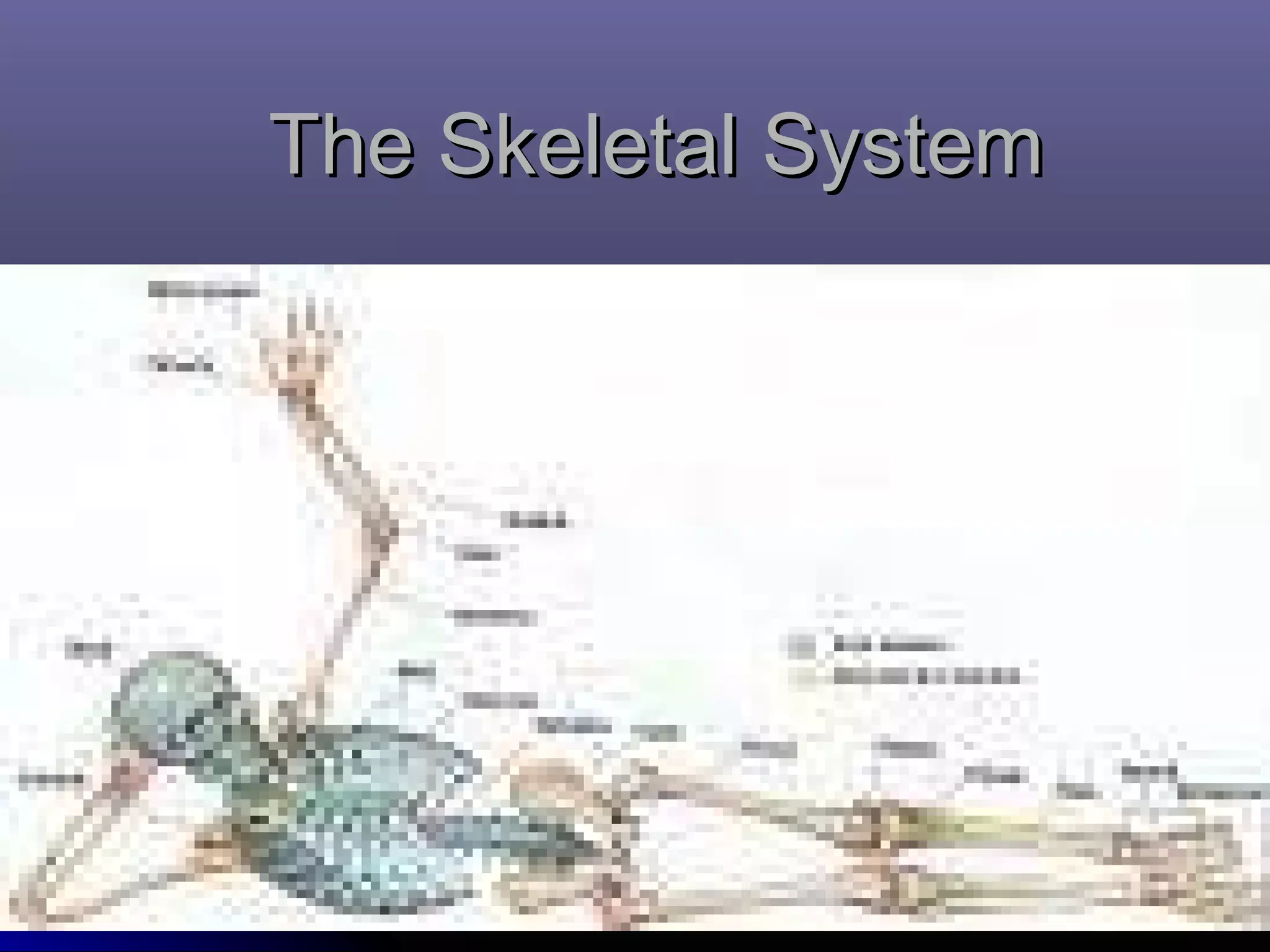 The Skeletal System | PPT