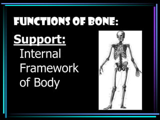 The Skeletal System | PPTX | Death, Injury, or Military Conflict ...