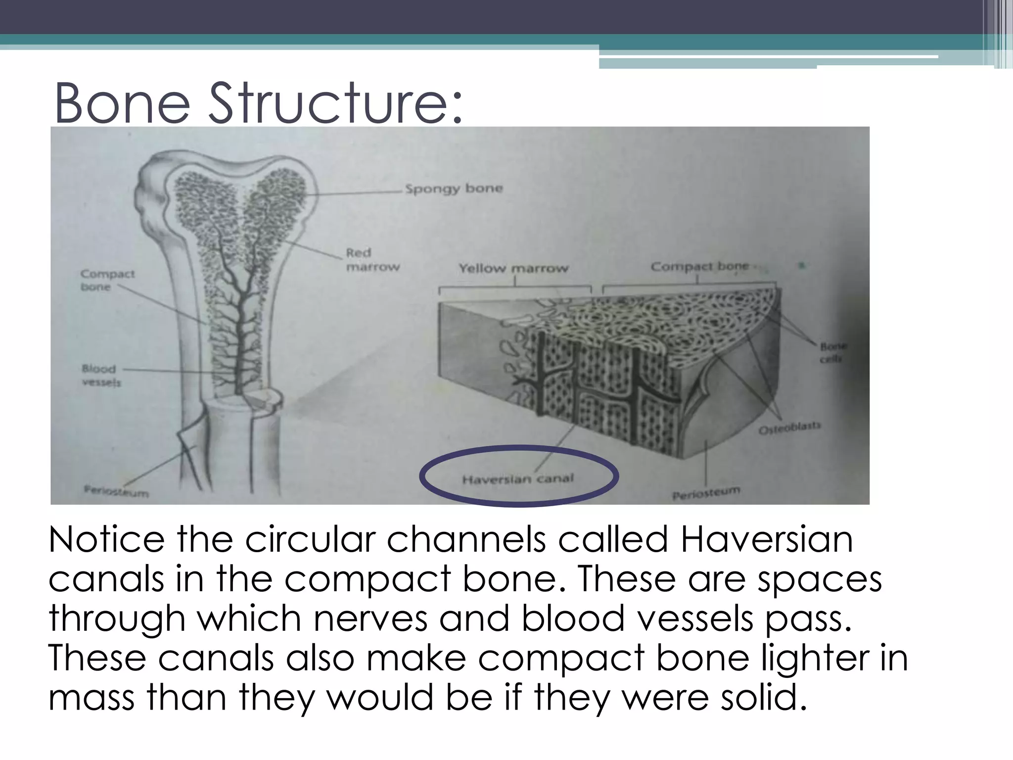 The skeletal system | PPTX | Bone and Joint Conditions | Diseases and ...