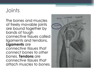 The skeletal system | PPTX | Bone and Joint Conditions | Diseases and ...