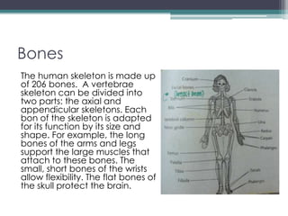 The skeletal system | PPTX