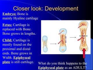 The skeletal system | PPT