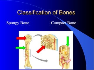 The skeletal system | PPT
