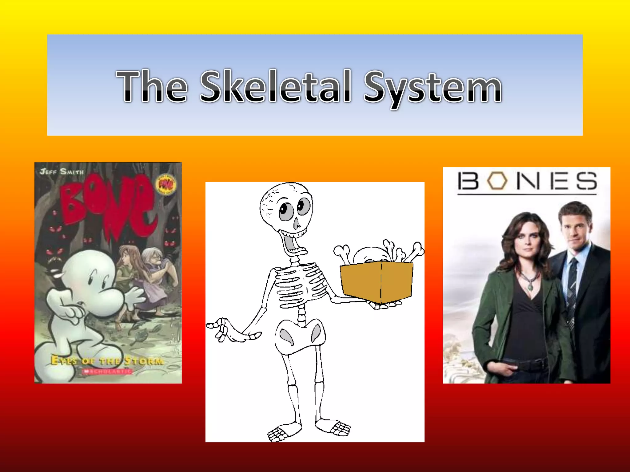 The skeletal system | PPT
