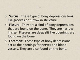 Bone Furrow