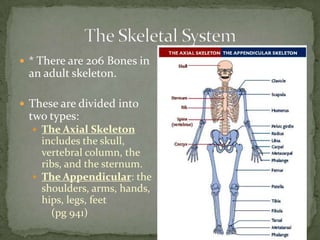 The skeletal system | PPTX