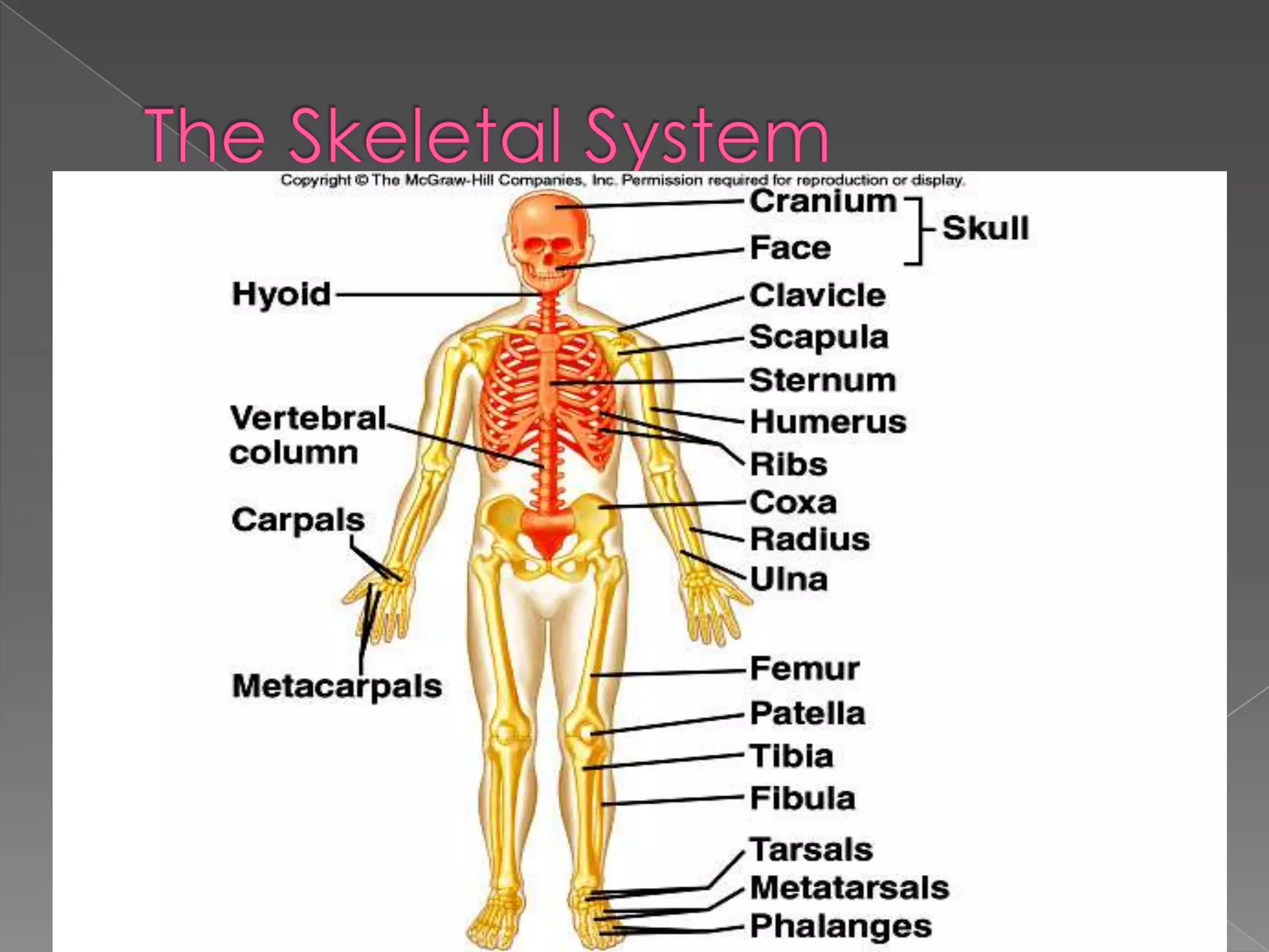 The skeletal system | PPT