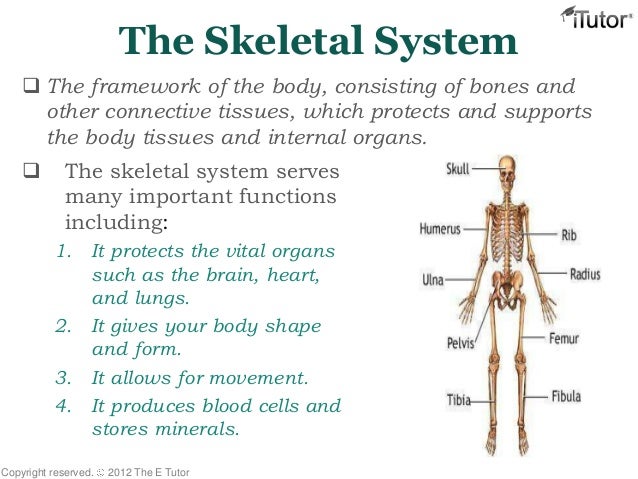 Skeletal System Function