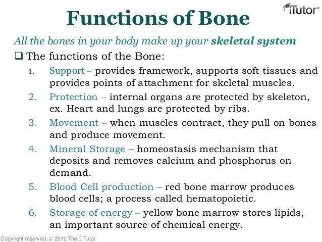 The Skeletal System