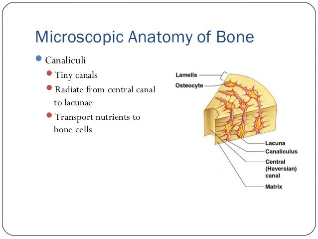 The skeletal system