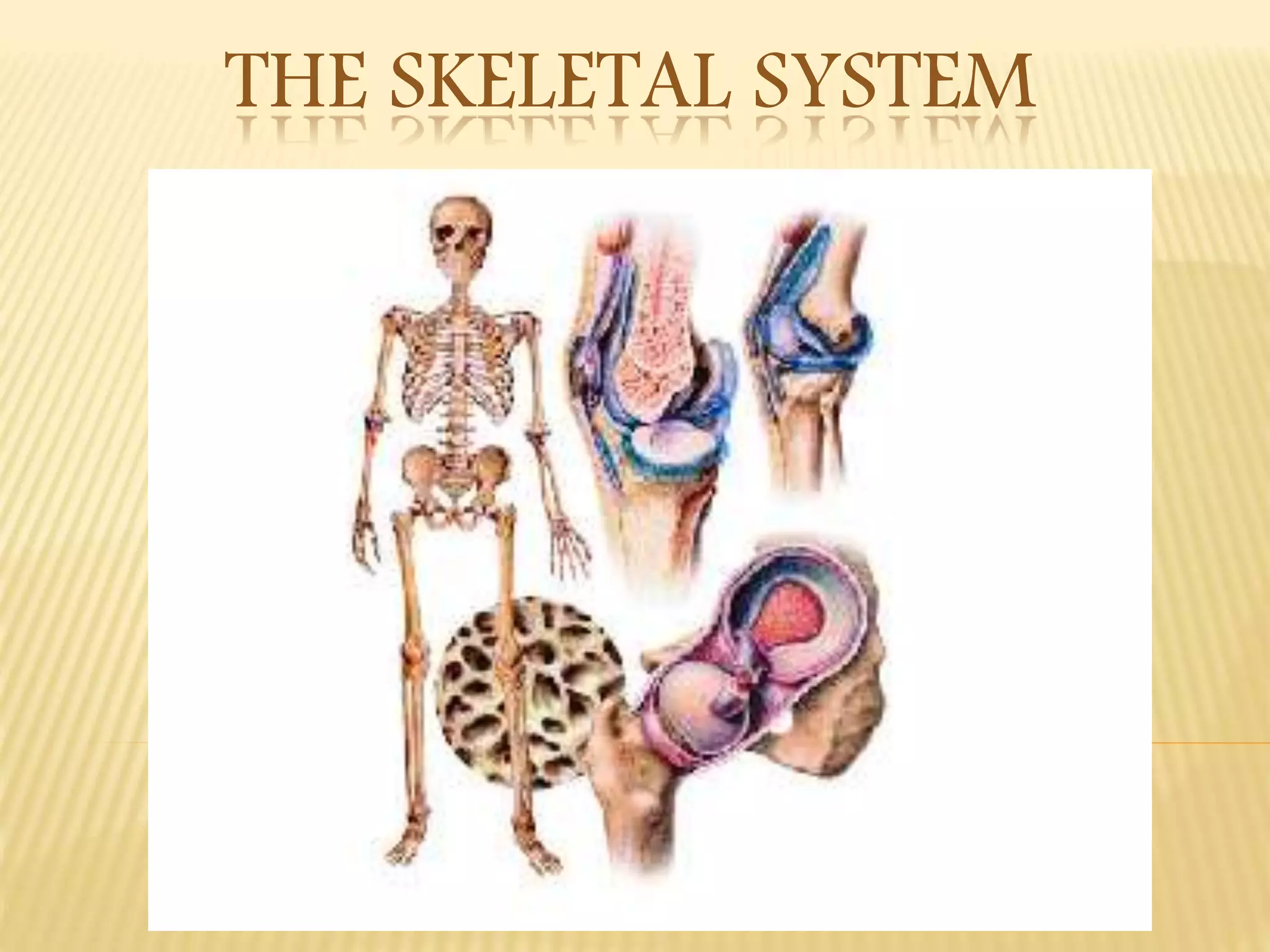 The skeletal system | PPTX