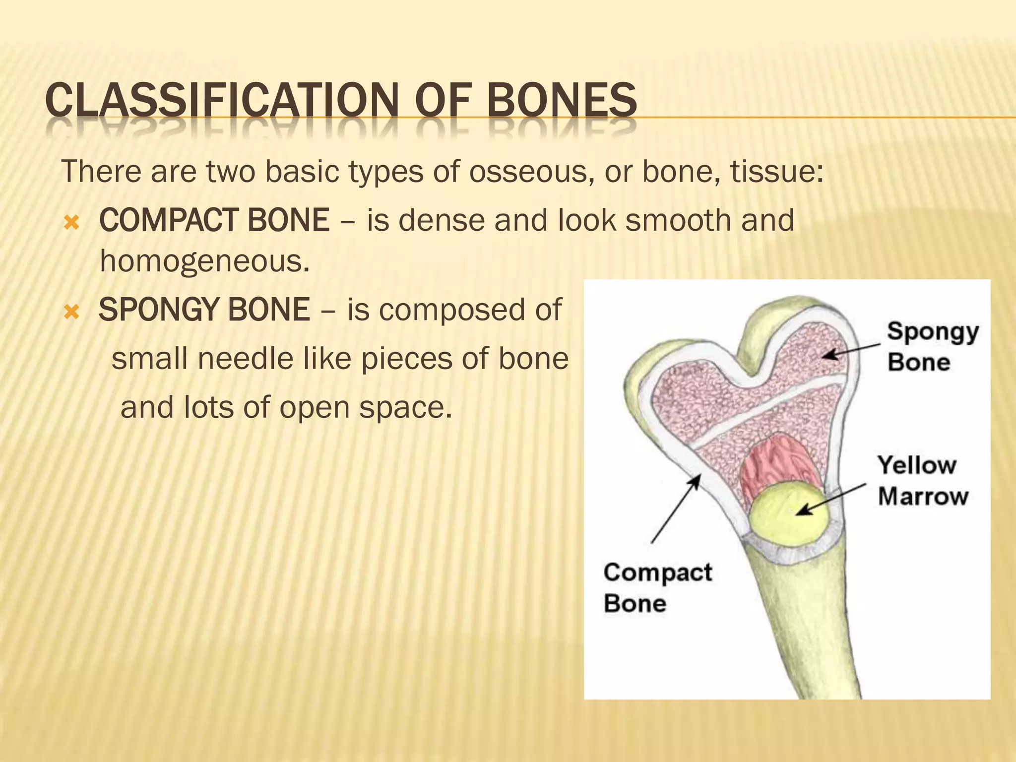 The skeletal system | PPTX