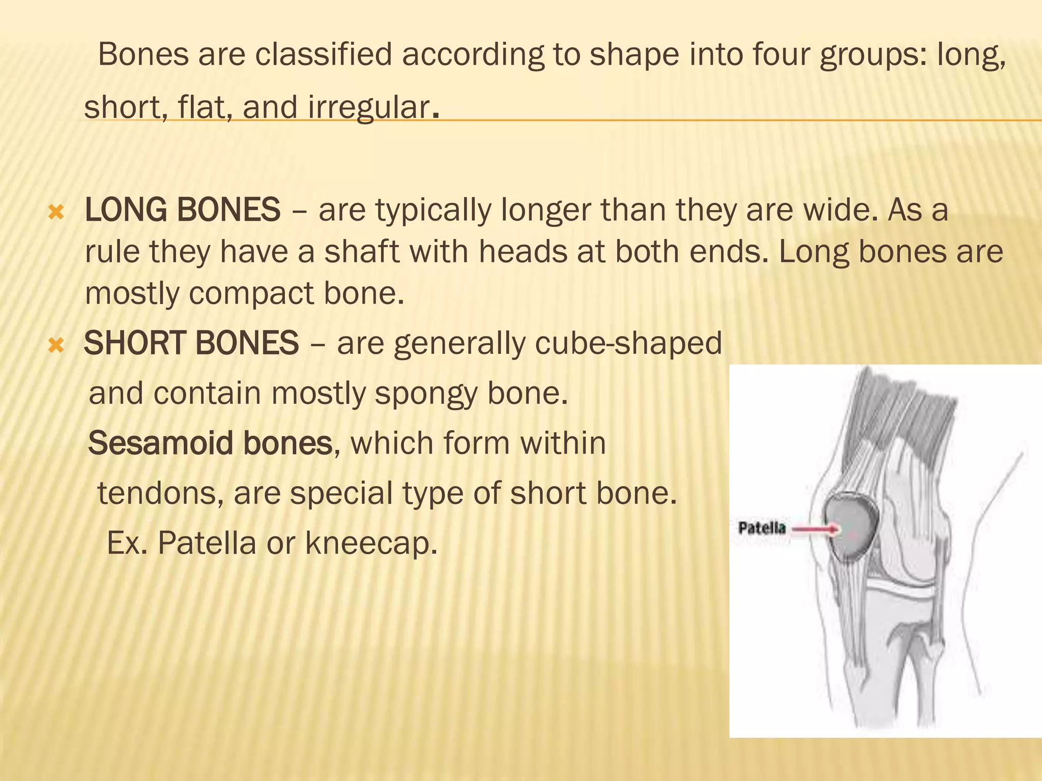 The skeletal system | PPTX