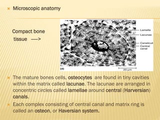 The skeletal system | PPTX | Death, Injury, or Military Conflict ...