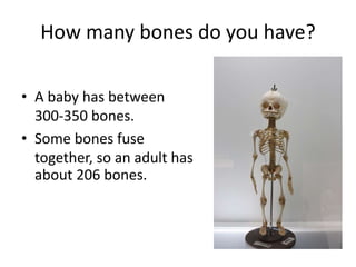 The skeletal system | PPT