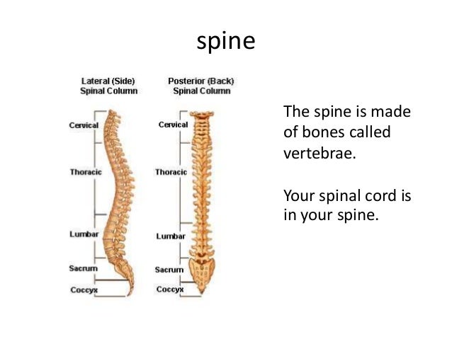 Skeletal System Spine