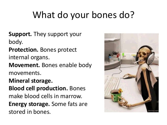 The Skeletal System The Skeletal System