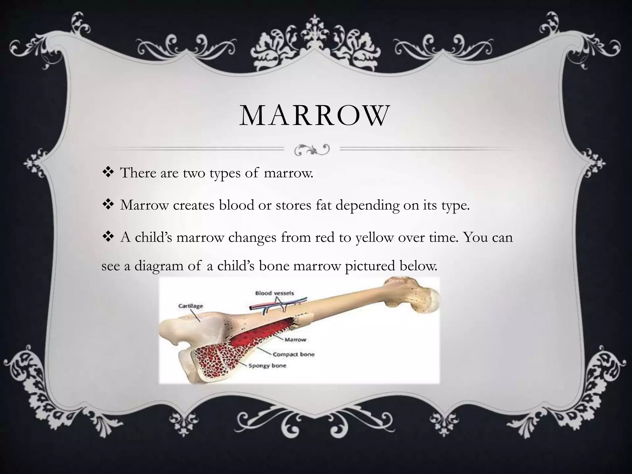 The Skeletal System | PPTX