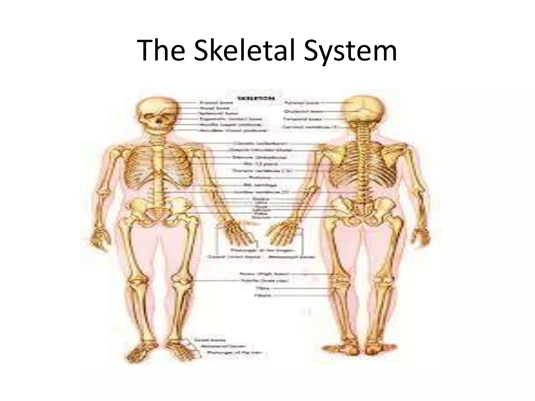 The skeletal system | PPTX