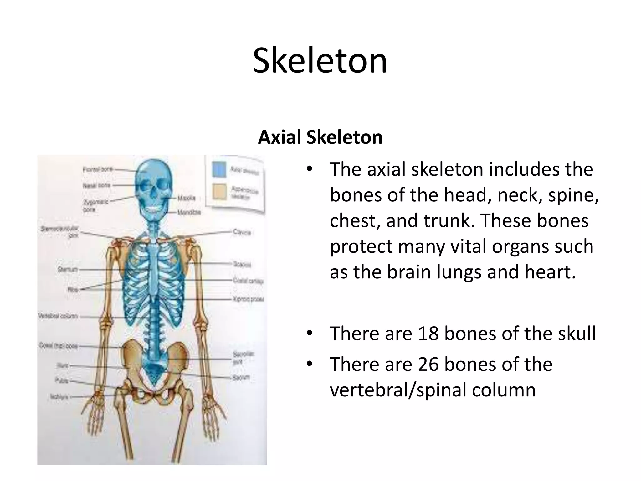 The skeletal system | PPTX