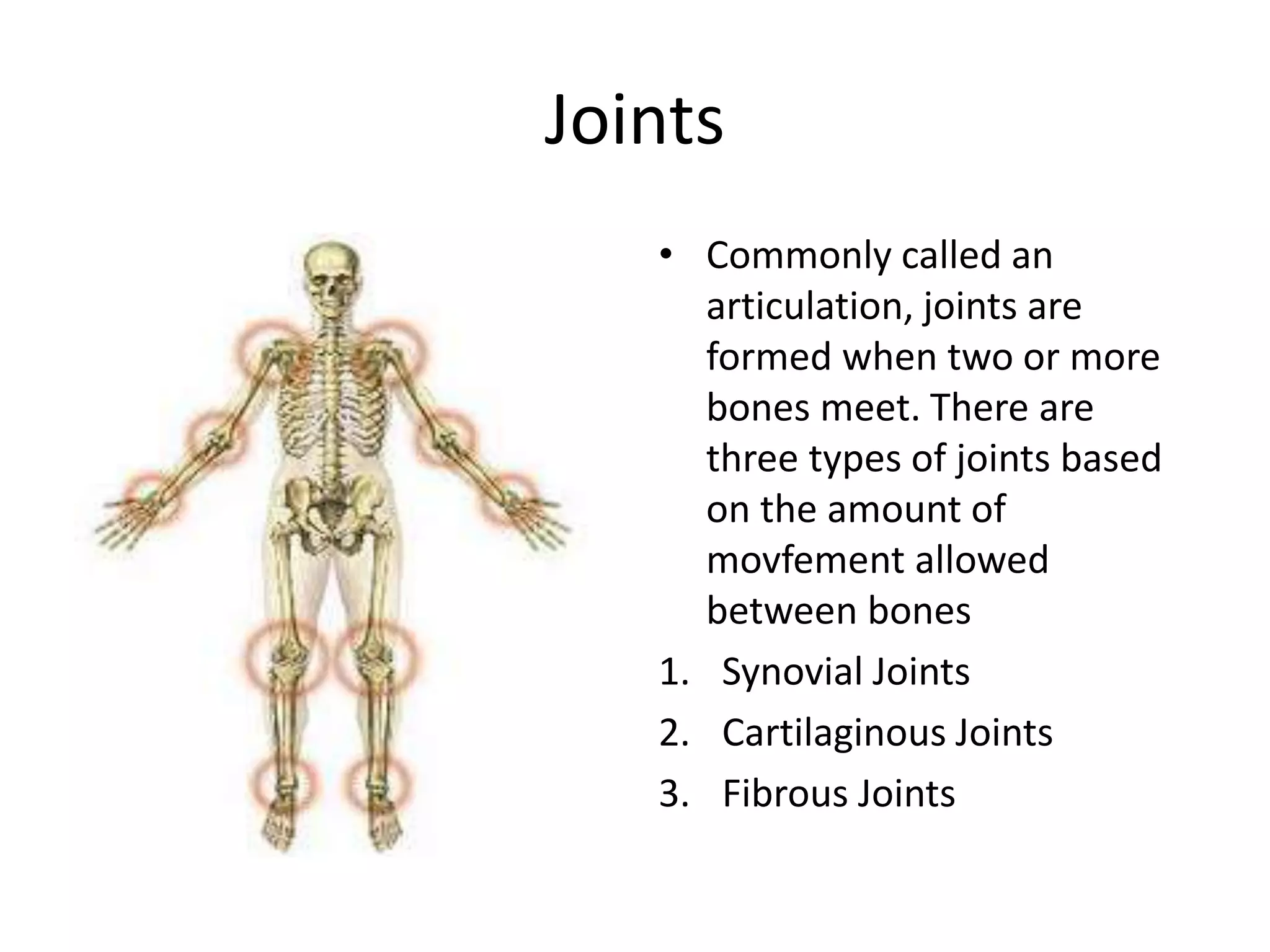 The skeletal system | PPTX