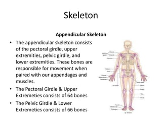 The skeletal system | PPTX