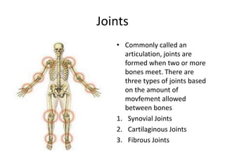 The skeletal system | PPTX