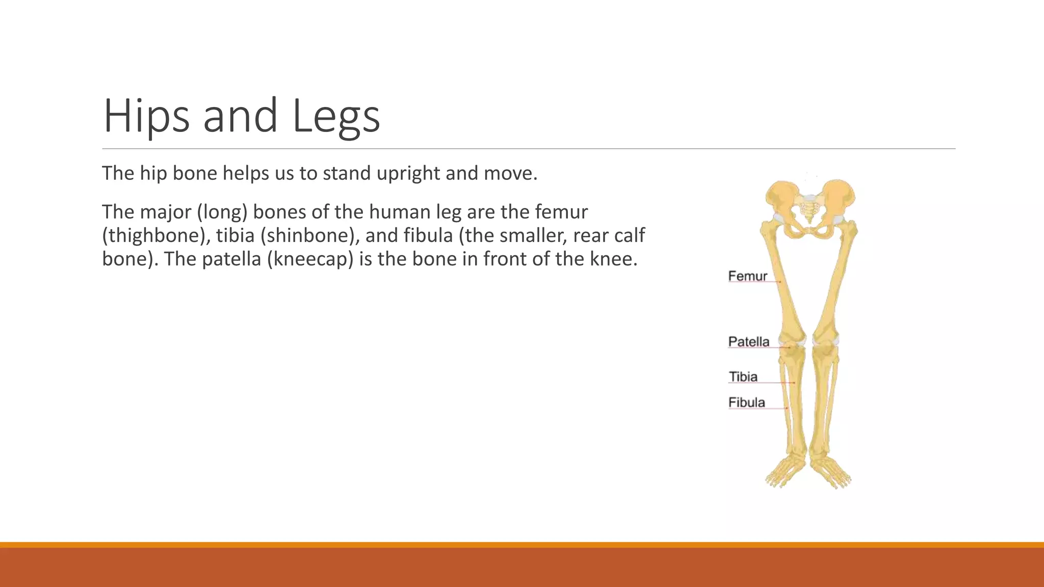The skeletal system | PPTX