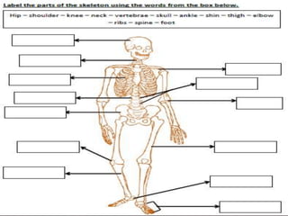 The skeletal system | PPT