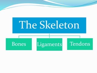The skeletal system | PPT