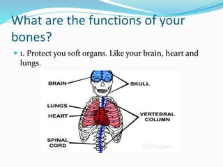 The skeletal system | PPT