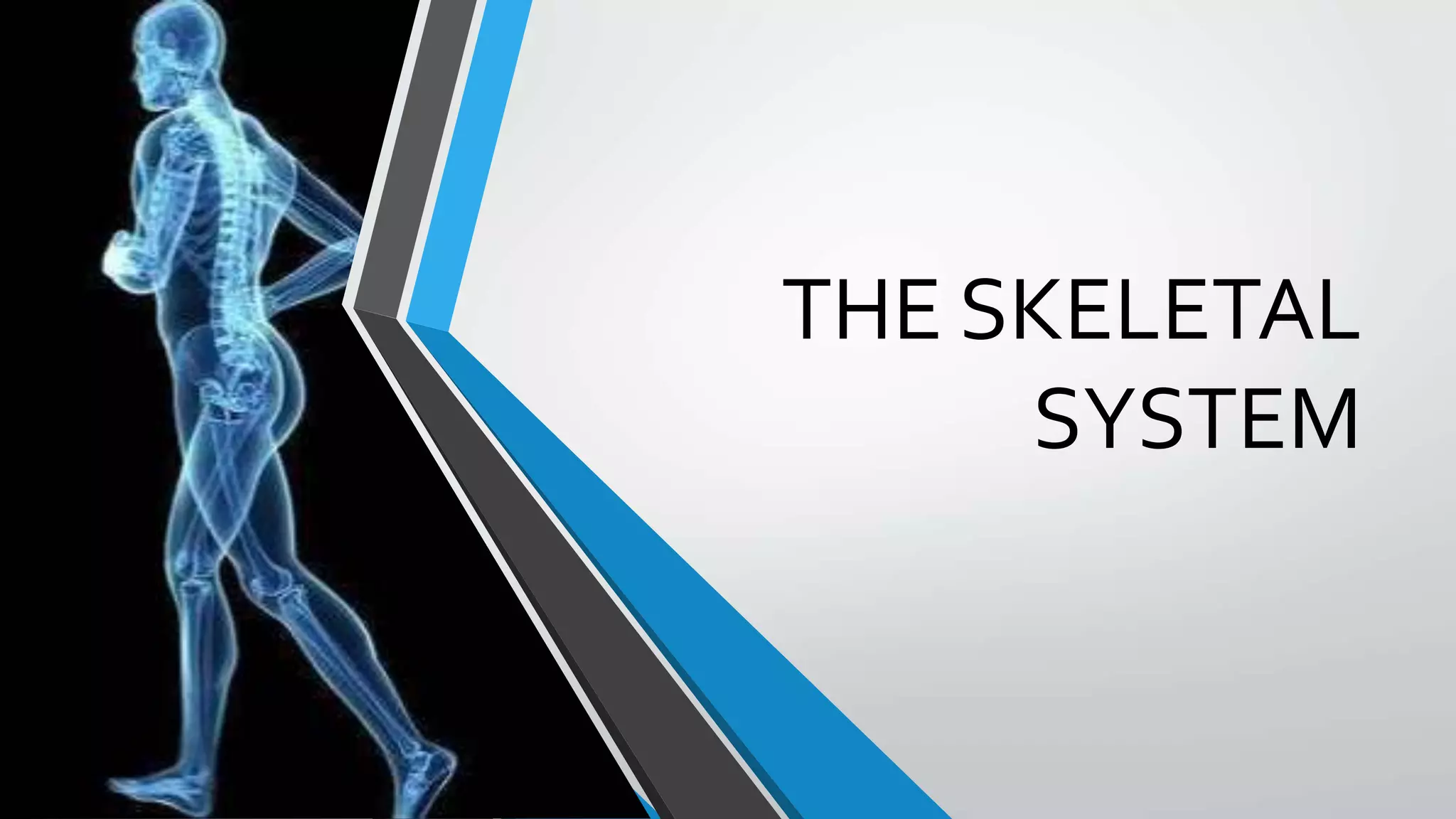 The Skeletal System | PPT