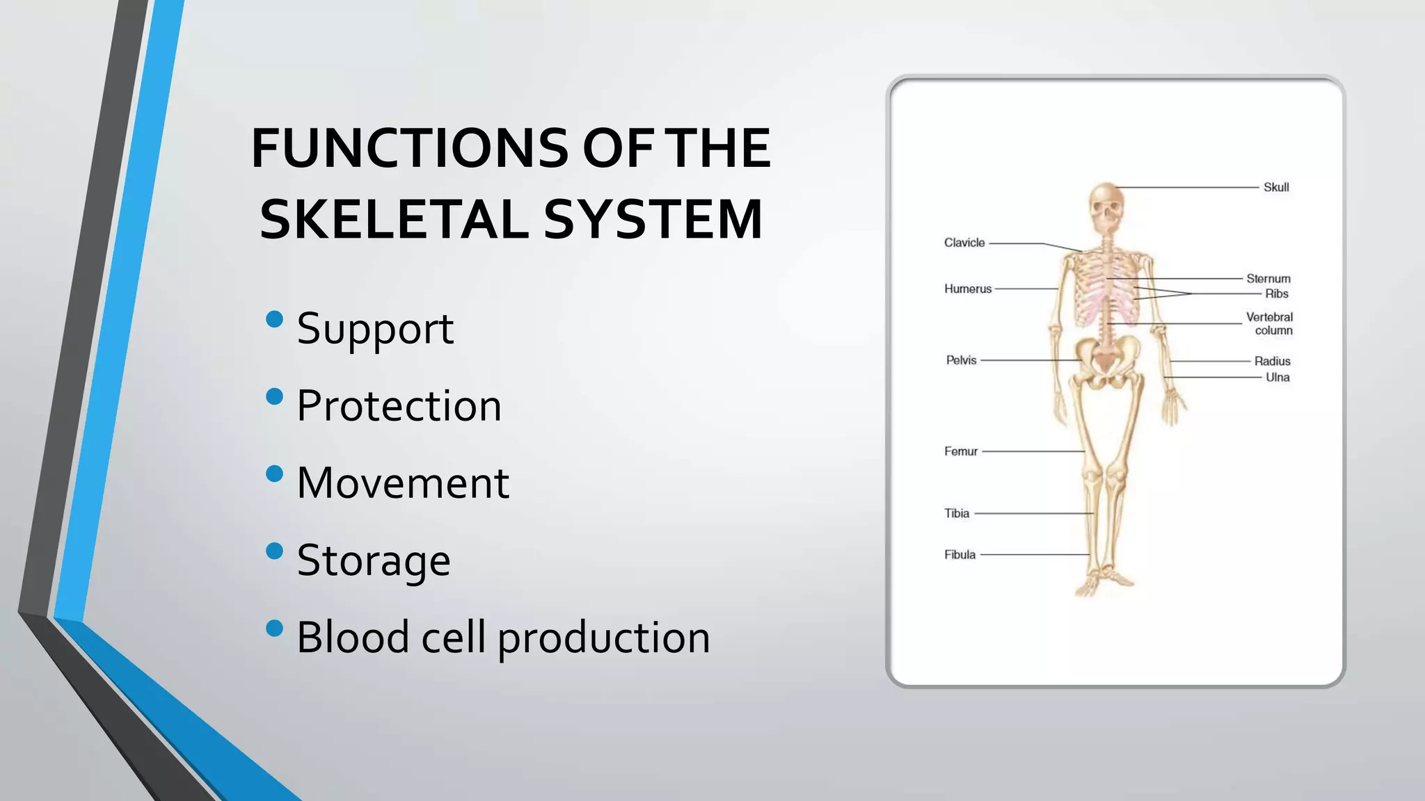 The Skeletal System | PPT