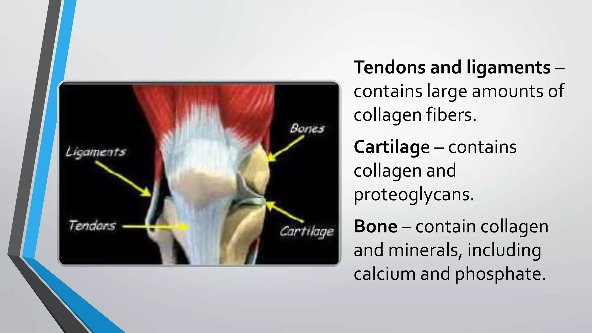 The Skeletal System | PPT