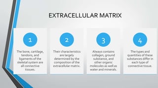 The Skeletal System | PPTX