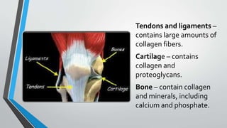 The Skeletal System | PPT