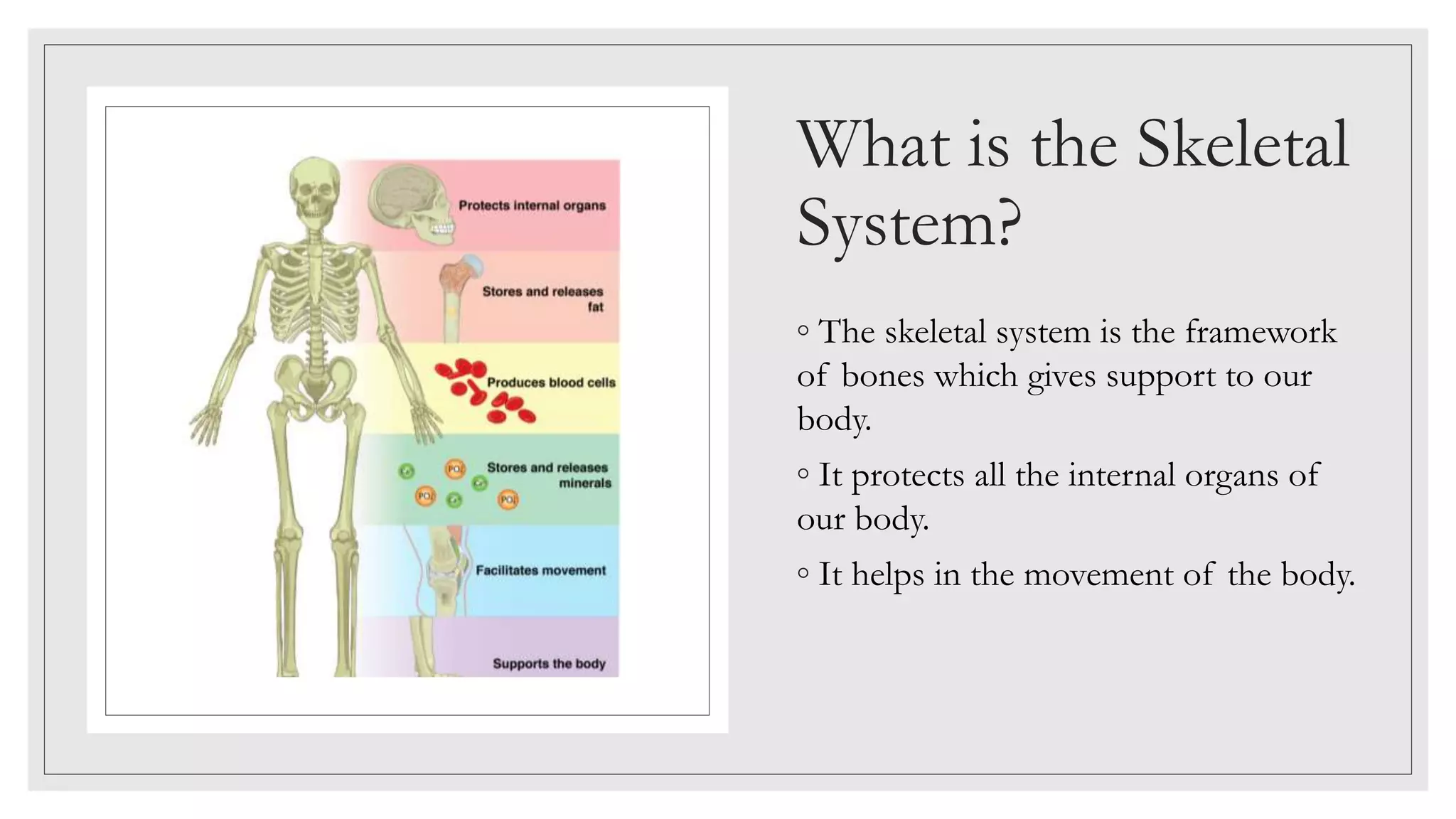 The skeletal system | PPT