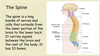 The skeletal system | PPTX