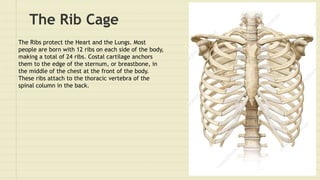 The skeletal system | PPTX