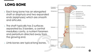 The skeletal system.pdf