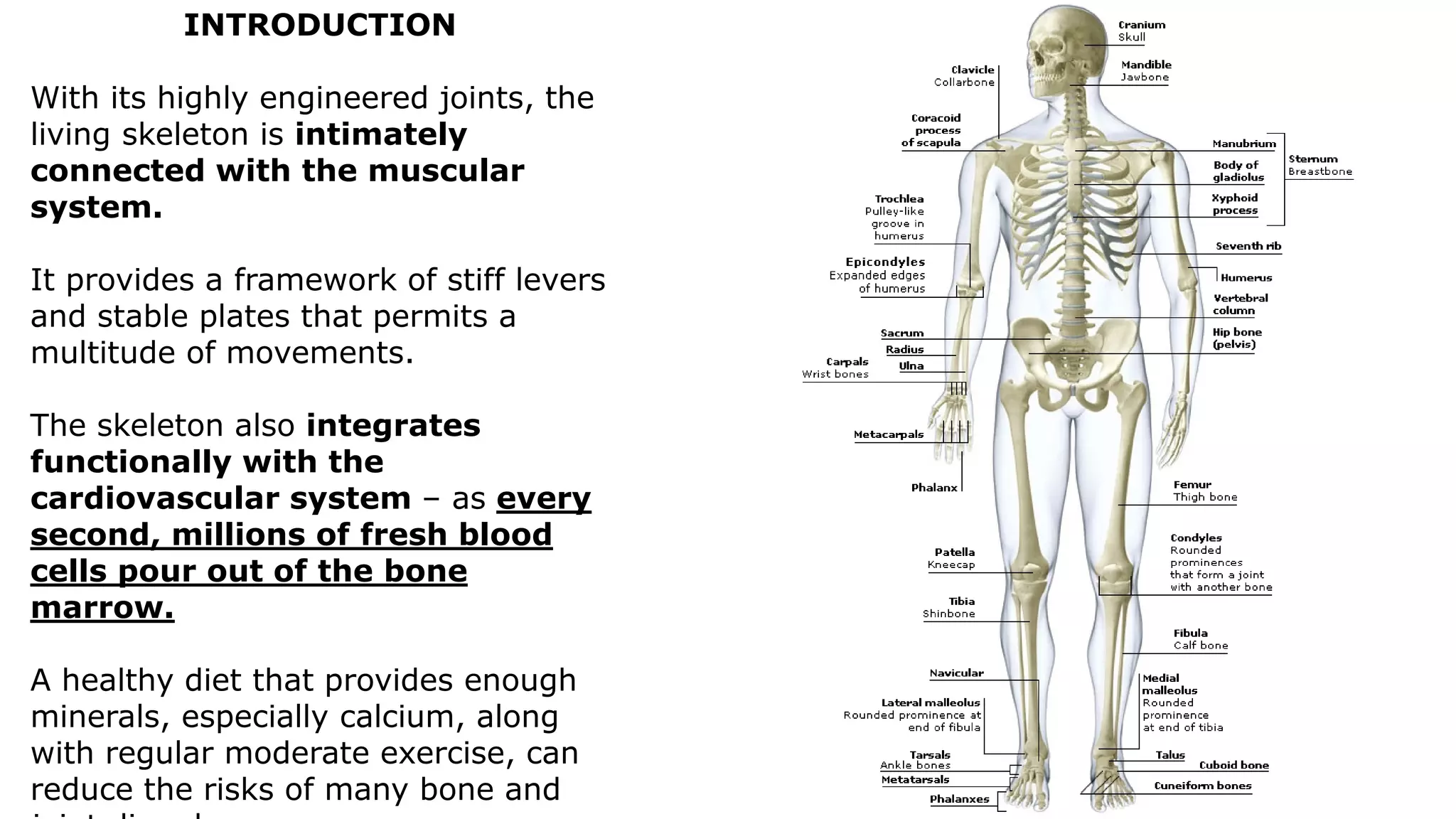 THE SKELETAL SYSTEM.pdf