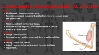 THE human all bones al ll bones all bones all bones SKELETAL SYSTEM.pdf