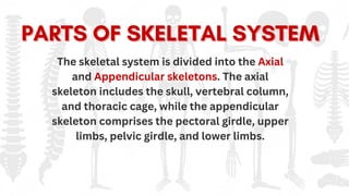 THE human all bones al ll bones all bones all bones SKELETAL SYSTEM.pdf